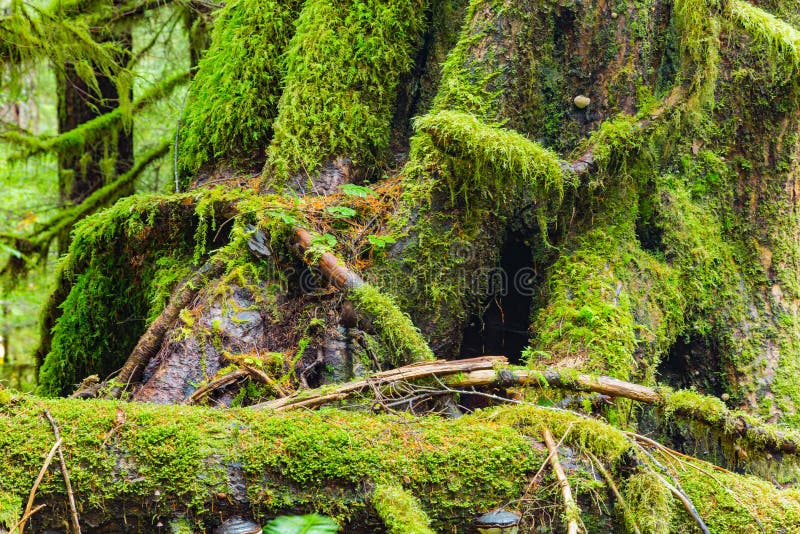 Rain Forest in Oregon stock photo. Image of plant, ecology - 65822080