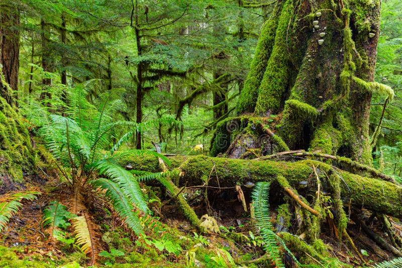 Rain Forest in Oregon stock image. Image of forest, background - 65822095