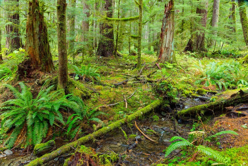 Rain Forest in Oregon stock photo. Image of path, landscape - 65841316