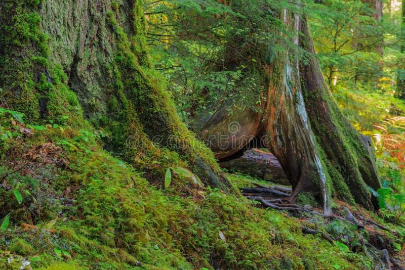 Rain Forest in Oregon stock image. Image of plant, park - 65853231
