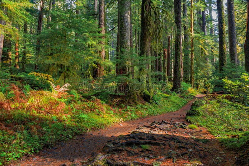 Rain Forest in Oregon stock image. Image of landscape - 65853337