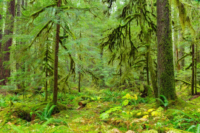 Rain Forest in Oregon stock photo. Image of trunk, oregon - 65866994