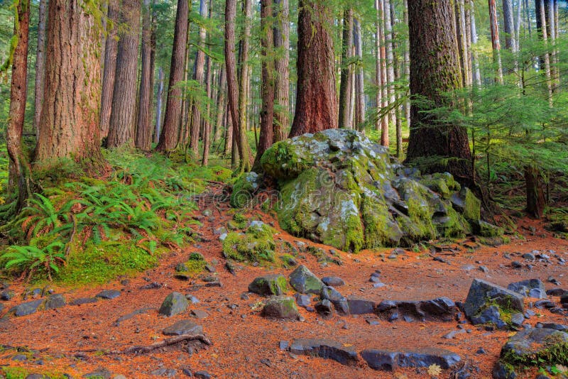 Rain Forest in Oregon stock image. Image of growth, ecology - 65867065