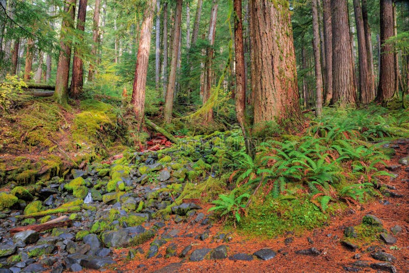 Rain Forest in Oregon stock photo. Image of growth, trunk - 65867116
