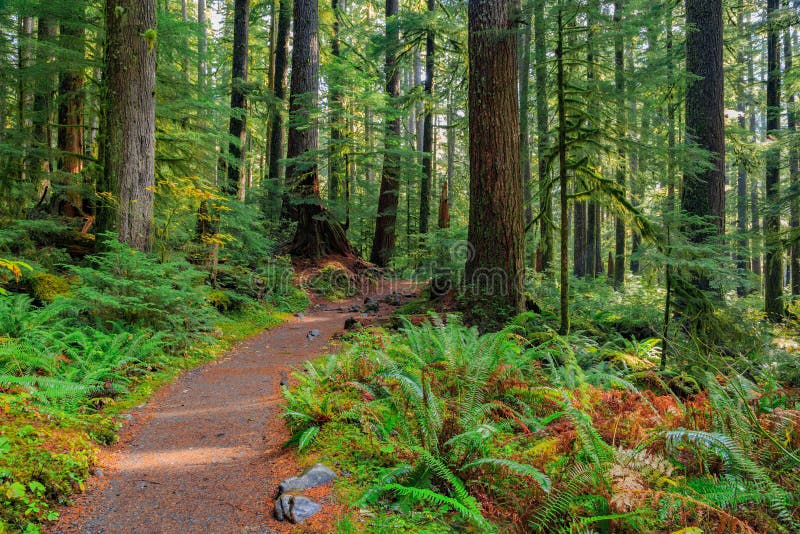 Rain Forest in Oregon stock image. Image of pacific, oregon - 65867259