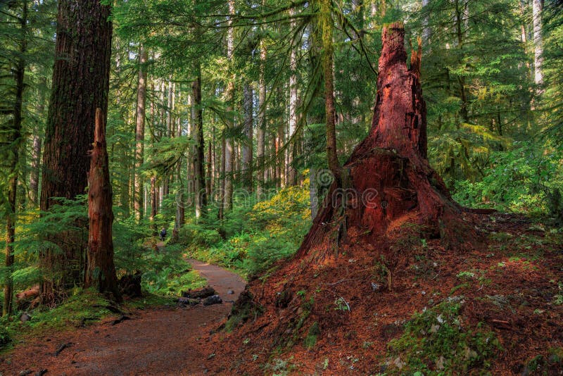 Rain Forest in Oregon stock image. Image of stump, ecology - 65867319