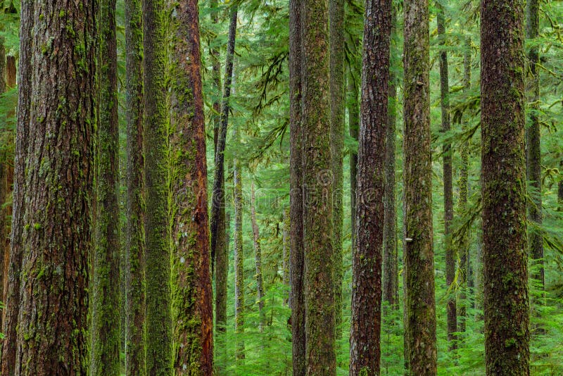 Rain Forest in Oregon stock image. Image of natural, oregon - 65870191