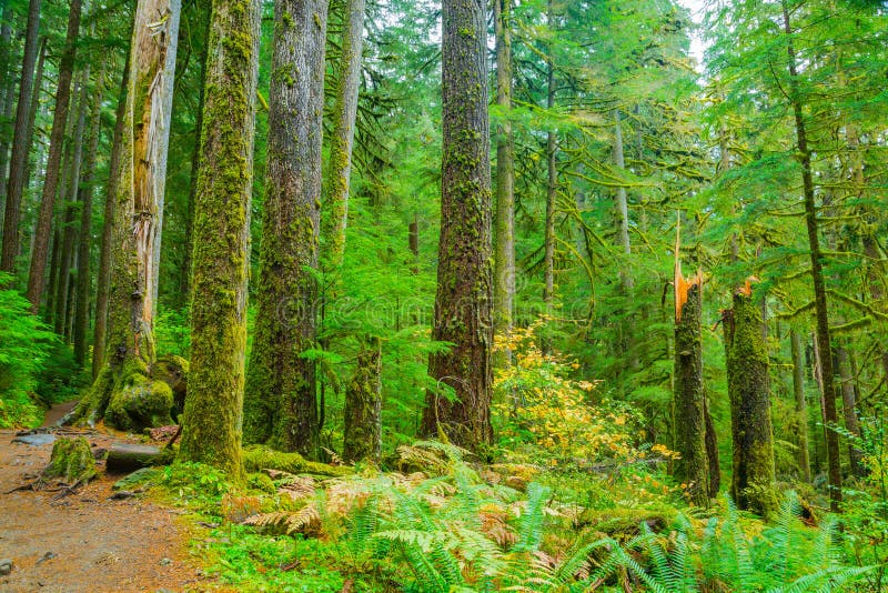 Rain Forest in Oregon stock photo. Image of fallen, path - 65879162