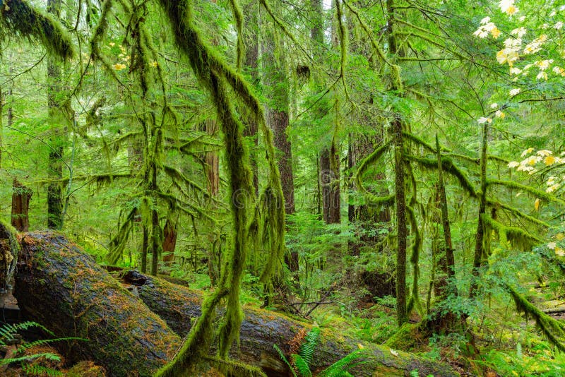 Rain Forest in Oregon stock image. Image of scenic, forest - 65879243