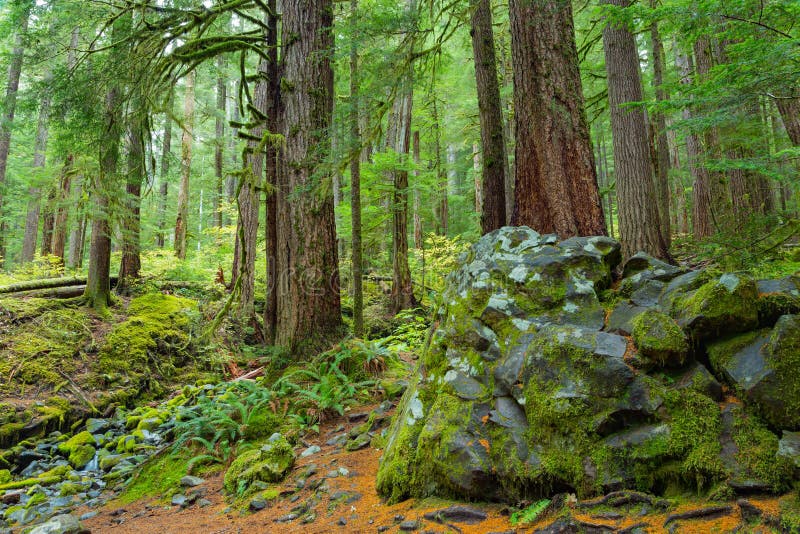 Rain Forest in Oregon stock image. Image of green, trunk - 65879289