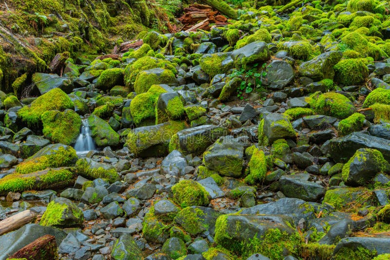 Rain Forest in Oregon stock photo. Image of coast, moss - 65879344