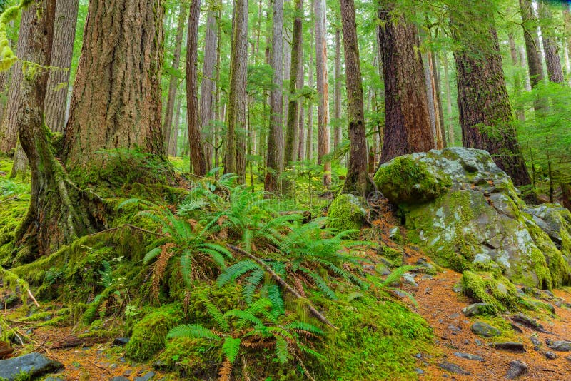 Rain Forest in Oregon stock photo. Image of park, rain - 65879386
