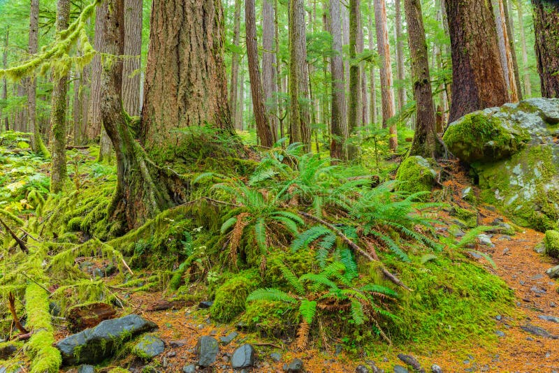 Rain Forest in Oregon stock image. Image of oregon, moss - 65879391