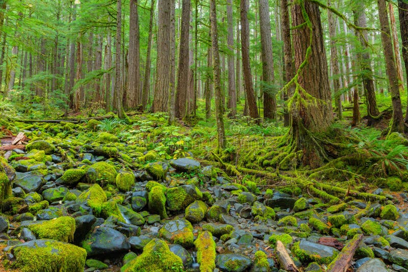Rain Forest in Oregon stock photo. Image of ecology, moss - 65879410