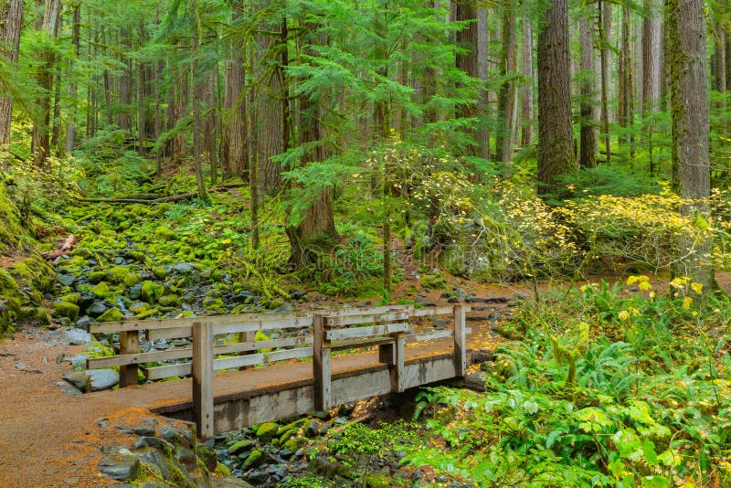 Rain Forest in Oregon stock photo. Image of growth, tree - 65879480