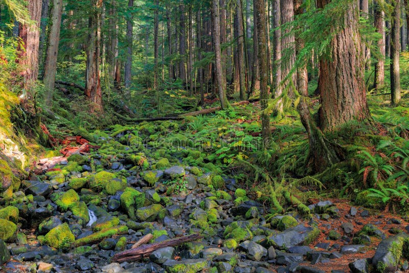 Rain Forest in Oregon stock image. Image of rain, fallen - 65879517