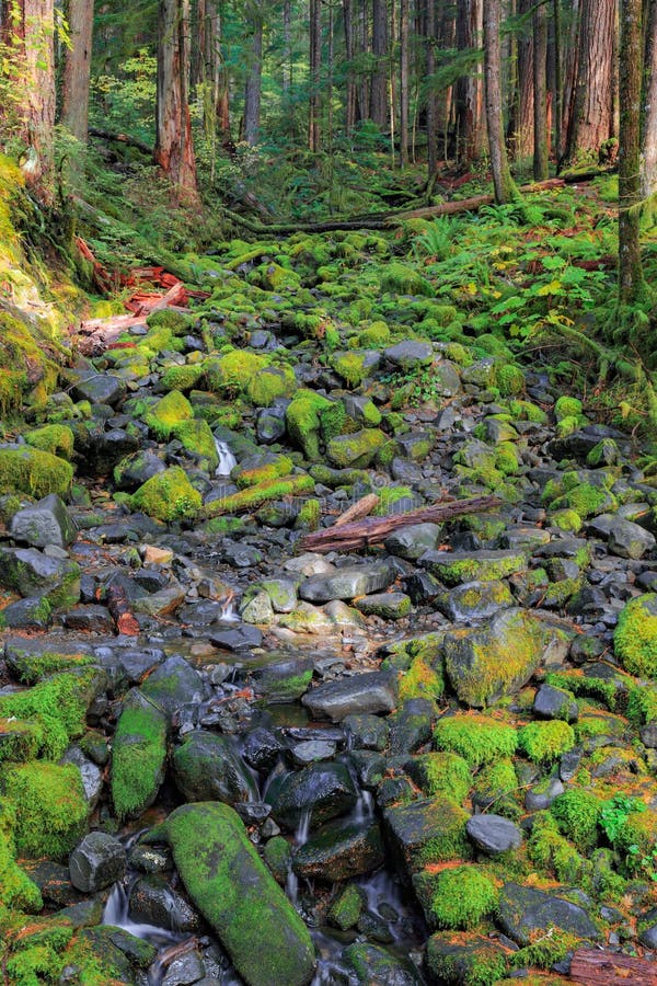 Rain Forest in Oregon stock photo. Image of trunk, rain - 65879524