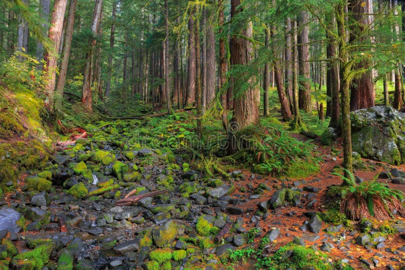 Rain Forest in Oregon stock image. Image of fern, park - 65879627