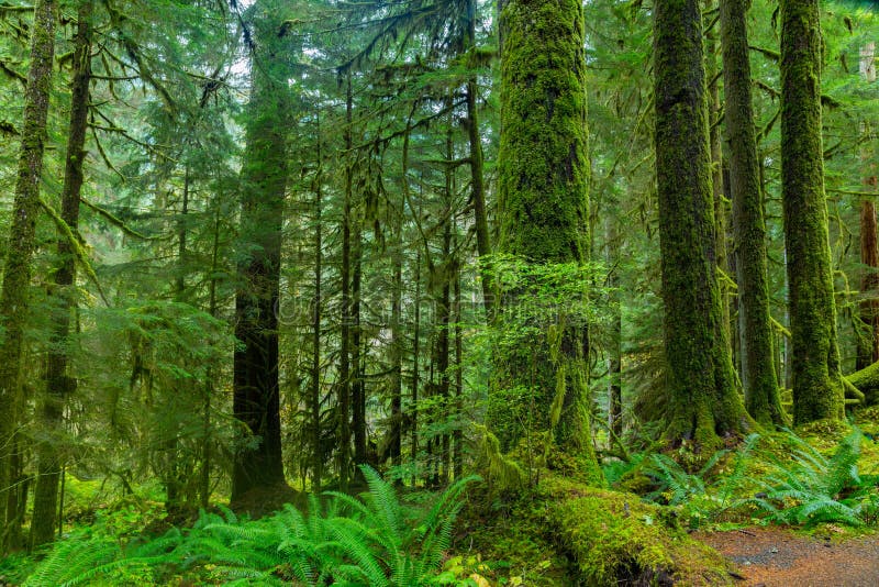 Rain Forest in Oregon stock image. Image of olympic, park - 66028809