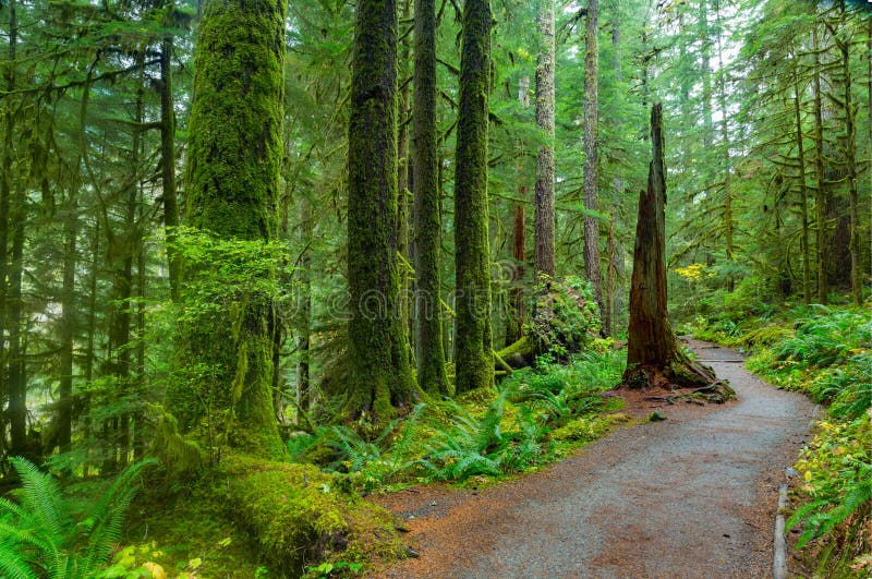 Rain Forest in Oregon stock image. Image of coast, olympic - 66028819
