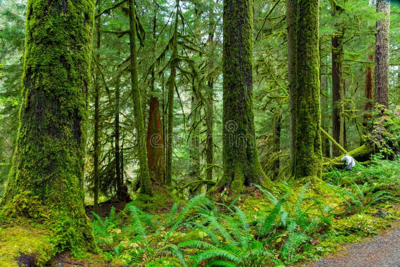 Rain Forest in Oregon stock image. Image of moss, fallen - 66028875