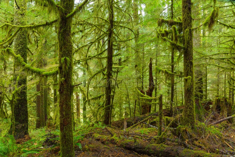 Rain Forest in Oregon stock image. Image of moss, nature - 66028937