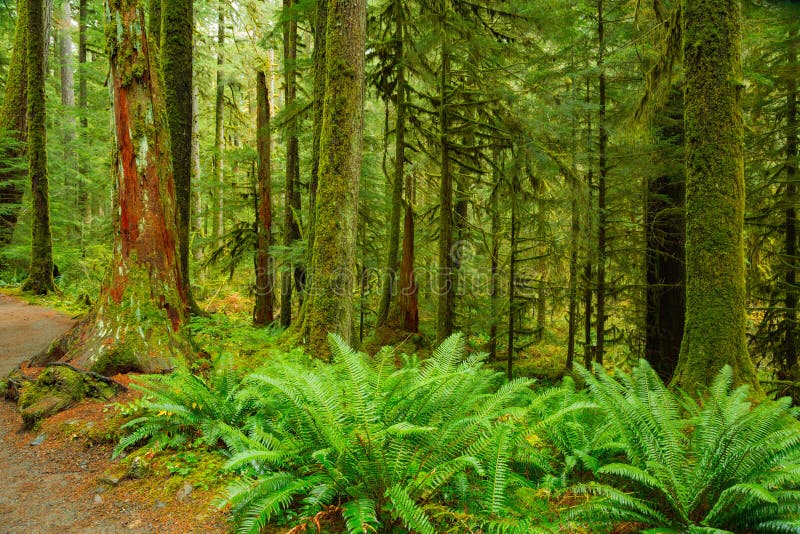 Rain Forest in Oregon stock photo. Image of nature, stump - 66029056