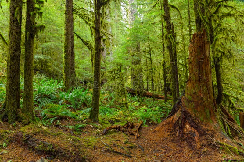 Rain Forest in Oregon stock photo. Image of landscape - 66029112