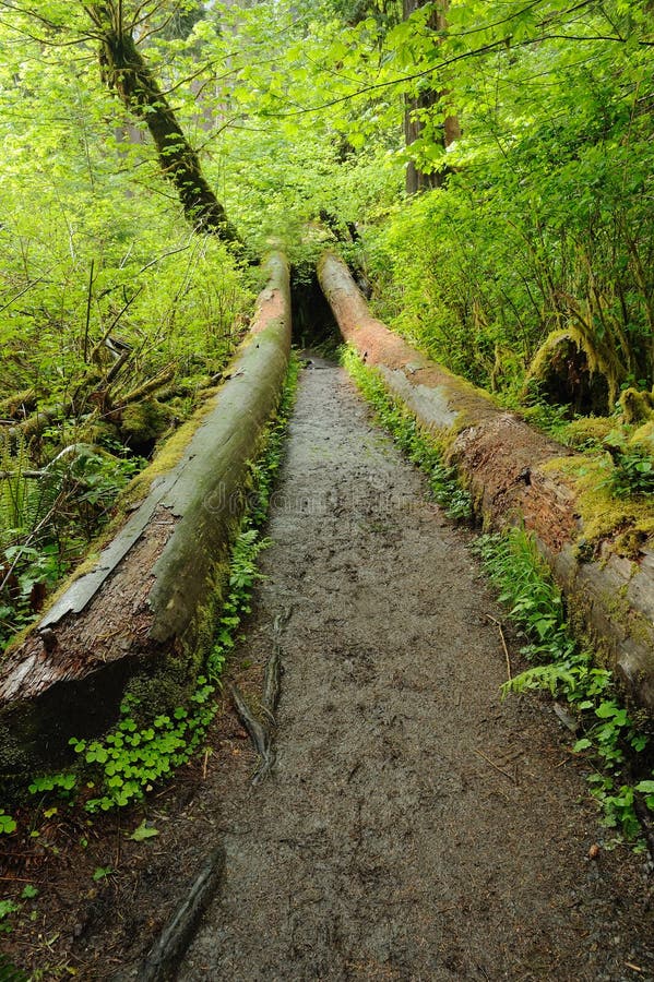 Path in rain forest stock photo. Image of travel, humid - 14789866