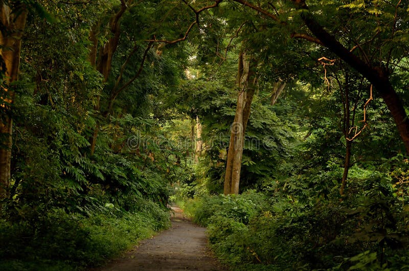 Rain forest stock image. Image of dark, spring, environment - 49081425