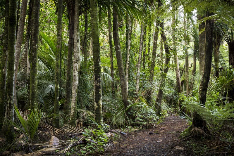 Rain Forest Path stock photo. Image of trees, rainforest - 31679652