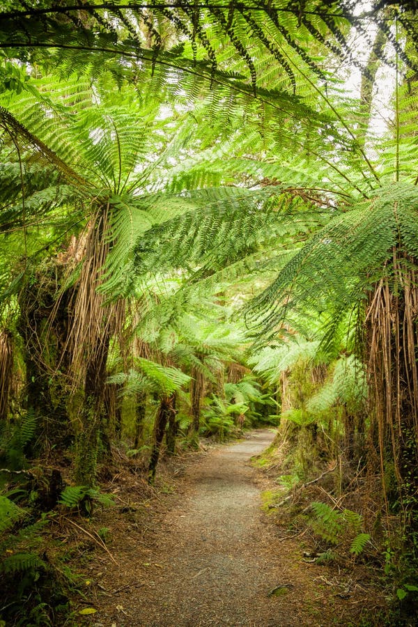 Rain Forest Path in New Zealand Stock Photo - Image of leaf, rainforest ...