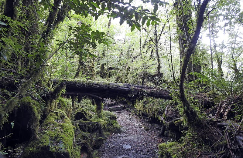 Rain Forest, Queulat, Carretera Austral, Chile Stock Photo - Image of ...
