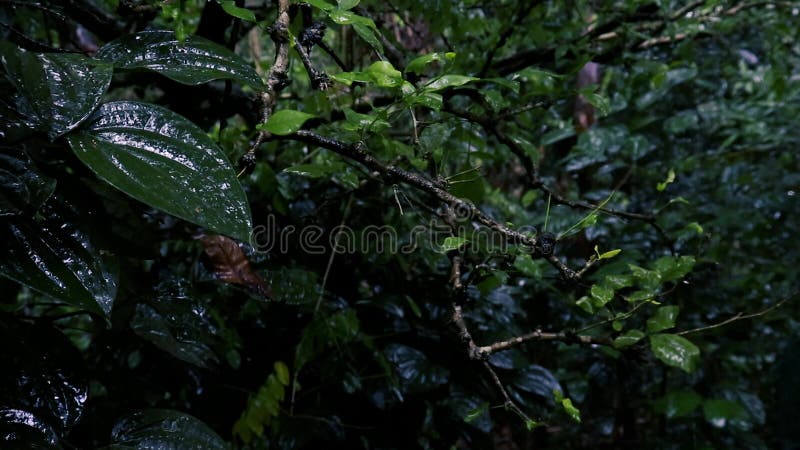 Rain in the Forest, Raining Day in the Tropical Forest Rain in the ...