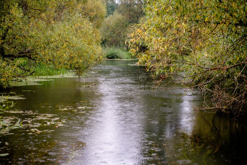 Rain on the forest river stock image. Image of leaf, landscape - 99988097