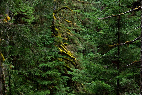 Rural Alaska stock image. Image of greenery, alaska - 170443059