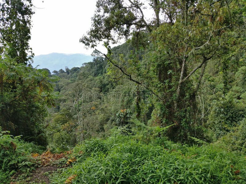 Rain Forest in Rwanda, Africa Stock Image - Image of jungle, tourism ...