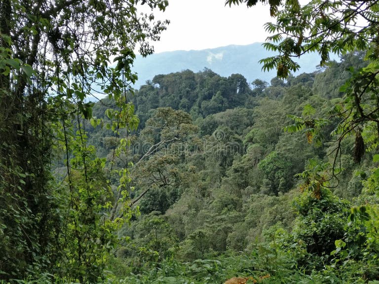 Rain Forest in Rwanda, Africa Stock Photo - Image of national, ecology ...