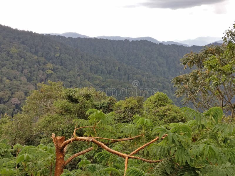 Rain Forest in Rwanda, Africa Stock Photo - Image of national, african ...