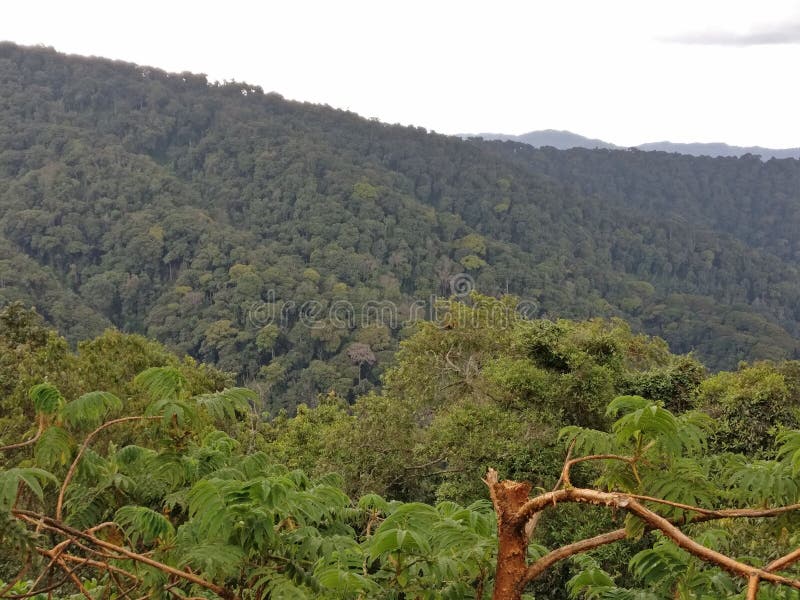 Rain Forest in Rwanda, Africa Stock Photo - Image of natural, tourism ...