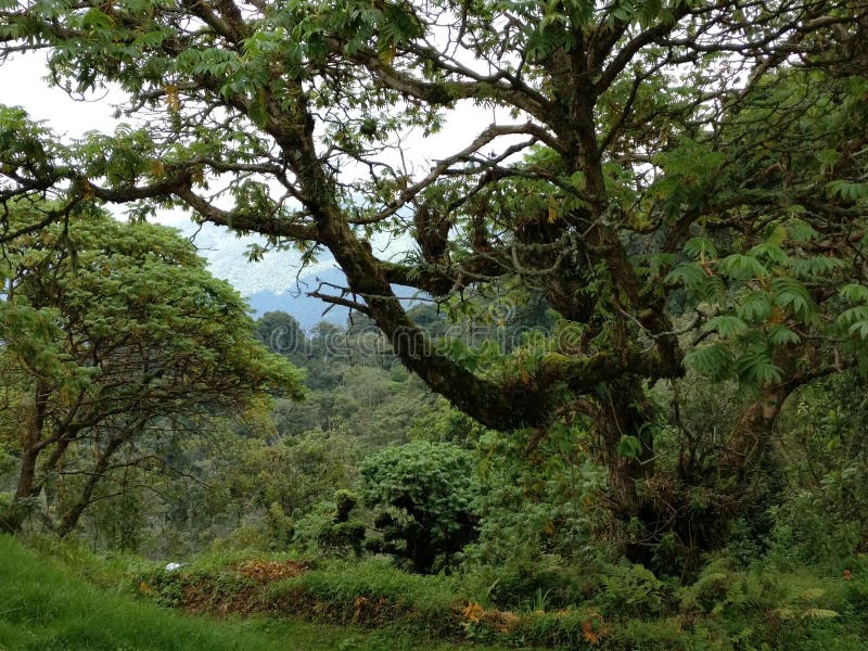 Rain Forest in Rwanda, Africa Stock Image - Image of tropical, african ...