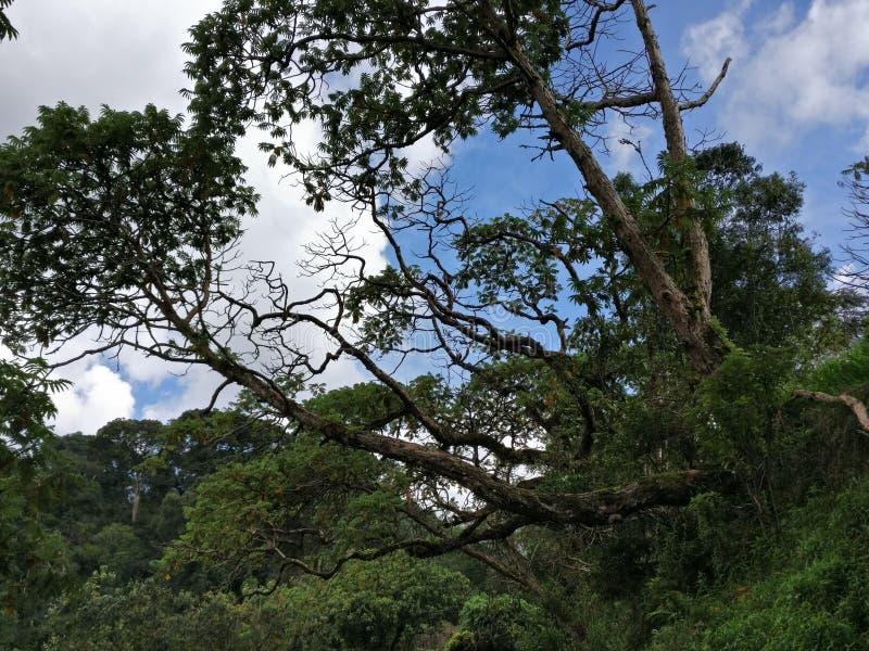 Rain Forest in Rwanda, Africa Stock Photo - Image of summer, outdoors ...