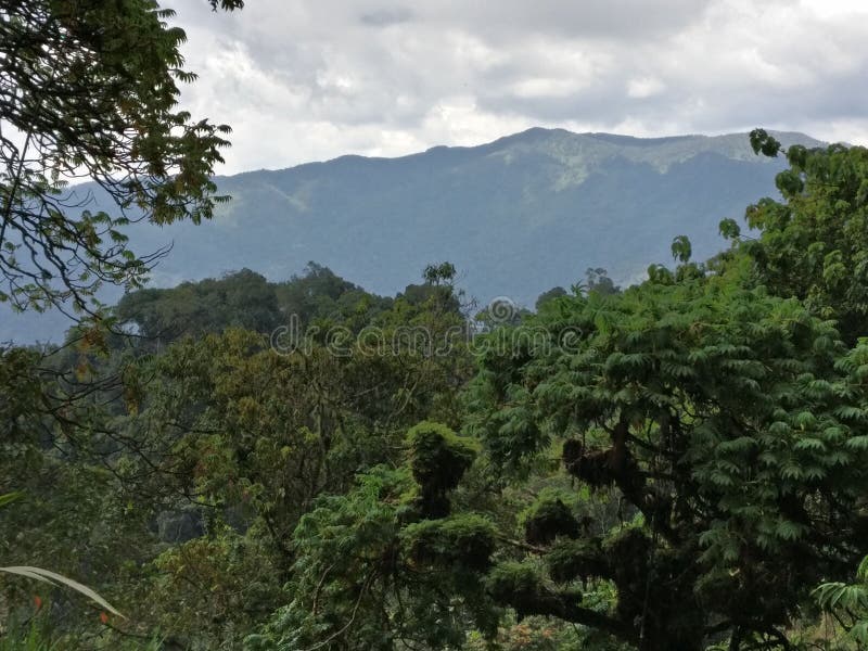 Rain Forest in Rwanda, Africa Stock Photo - Image of national, natural ...