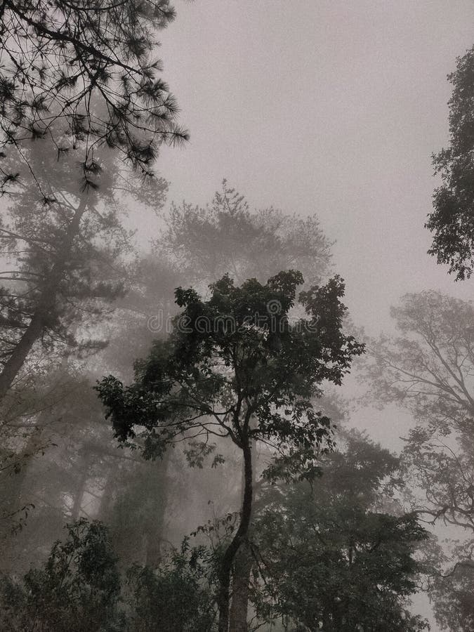 Rain Forest Shrouded in Thick Fog Stock Image - Image of forest, thick ...