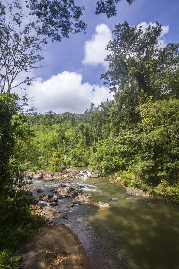 Rain Forest in Sinharaja Forest Reserve, Sri Lanka Stock Image - Image ...
