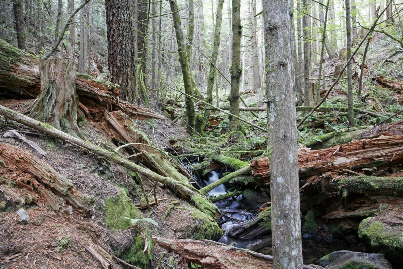 Rain Forest and Small Creek Stock Photo - Image of river, flow: 17737198