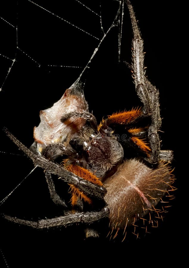 Rain Forest Spider Eating Prey Stock Photo - Image of congal, macro ...