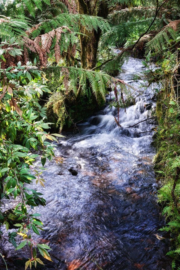 Rain forest stream stock photo. Image of ferns, river - 23734450