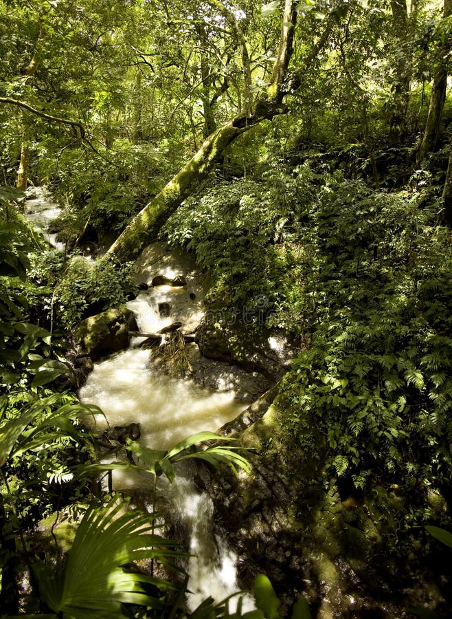 Tropical Rain Forest stock photo. Image of flora, conservation - 2751530