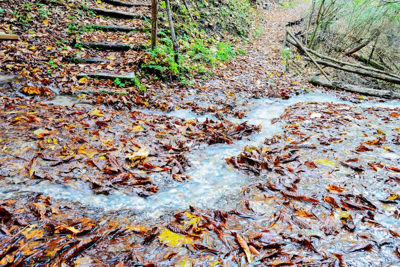 Forest path on a rainy day stock photo. Image of rainy - 193090390